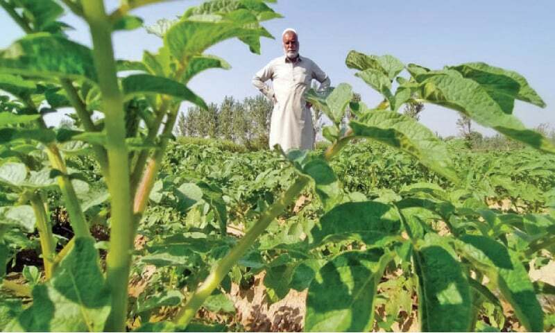 Tobacco growers turning to potato cultivation in Swabi - Pakistan ...
