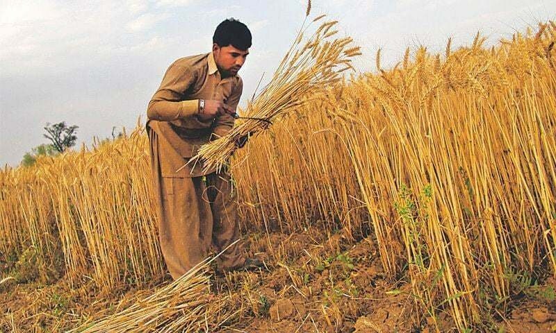 Enhancing farmers’ income - Business - DAWN.COM
