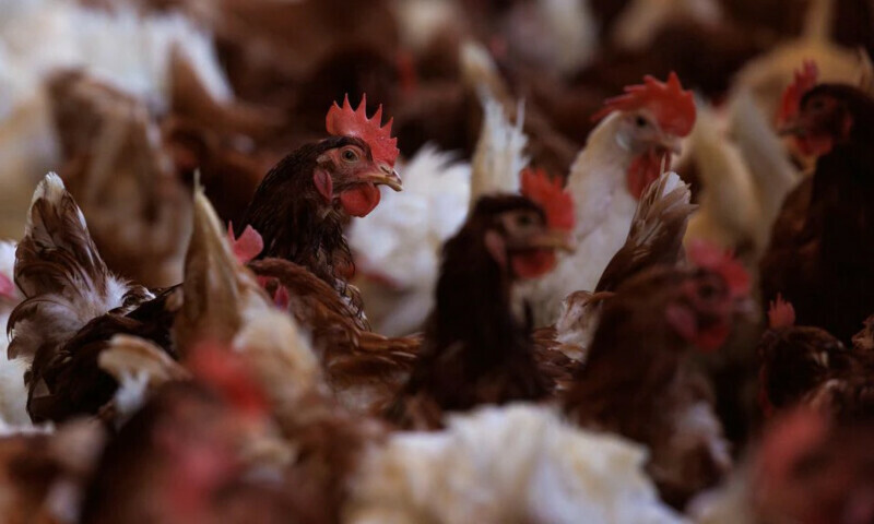 Avian flu outbreak wipes out a record 50.54m US birds - World - DAWN.COM