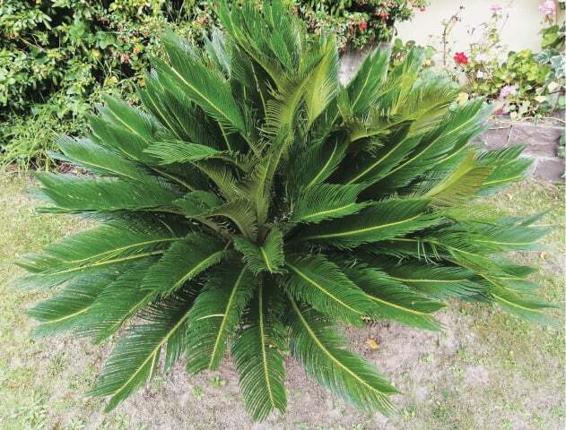 GARDENING: A PLANT WITH COMBS - Newspaper - DAWN.COM