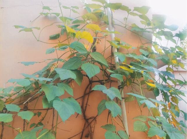 GARDENING: VINES FOR ALL SEASONS - Newspaper - DAWN.COM