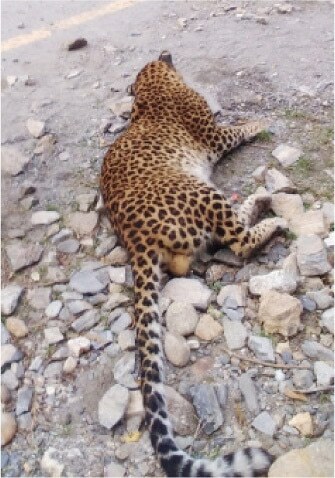 Leopard injured after falling from mountain - Newspaper - DAWN.COM