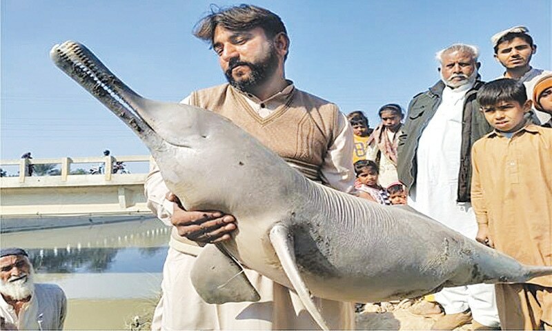 Dead Indus dolphin found floating in Dadu Canal - Newspaper - DAWN.COM