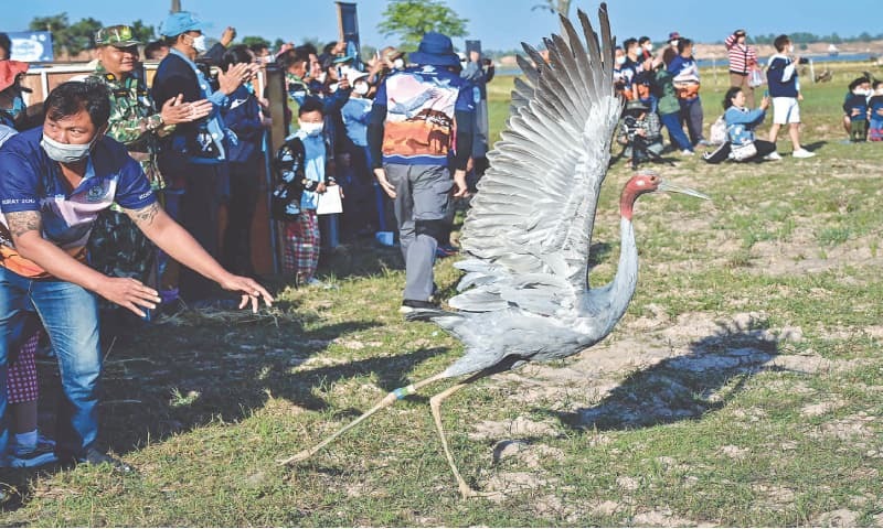 Fly away home: Rare Eastern Sarus cranes released in Thailand - World ...