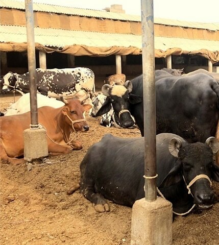 Cattle Farming In Pakistan HBL Livestock Fund – HBL Asset Management