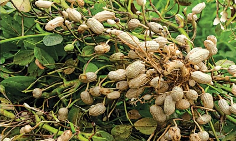 Did you know?: facts! - Newspaper - DAWN.COM