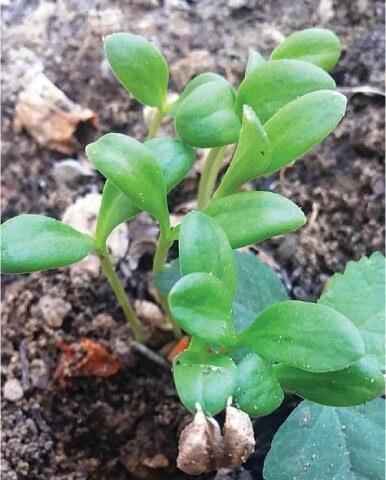 GARDENING: THE MULTIFACETED CALENDULA - Newspaper - DAWN.COM