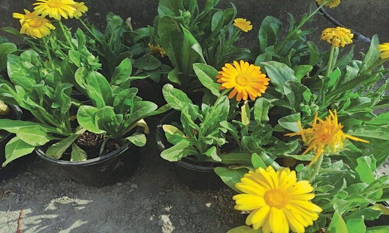 GARDENING: THE MULTIFACETED CALENDULA - Newspaper - DAWN.COM
