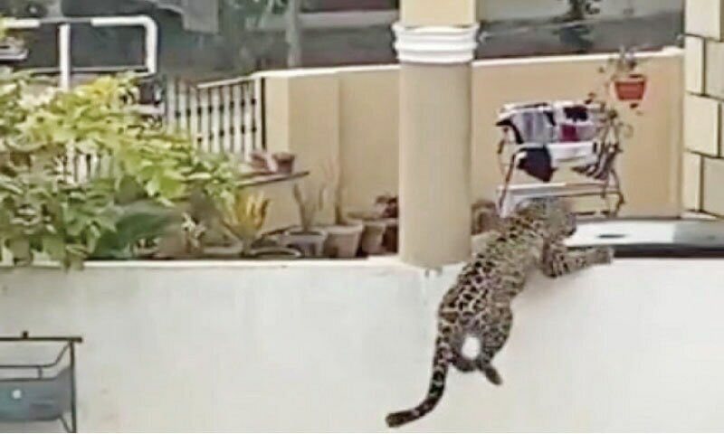 Leopard captured after six wild hours in Islamabad residential area ...