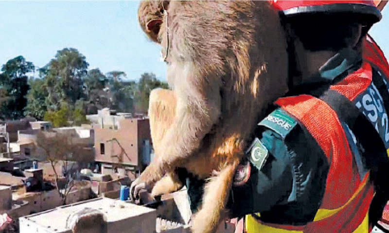 Wild monkey denied space in local zoo - Newspaper - DAWN.COM