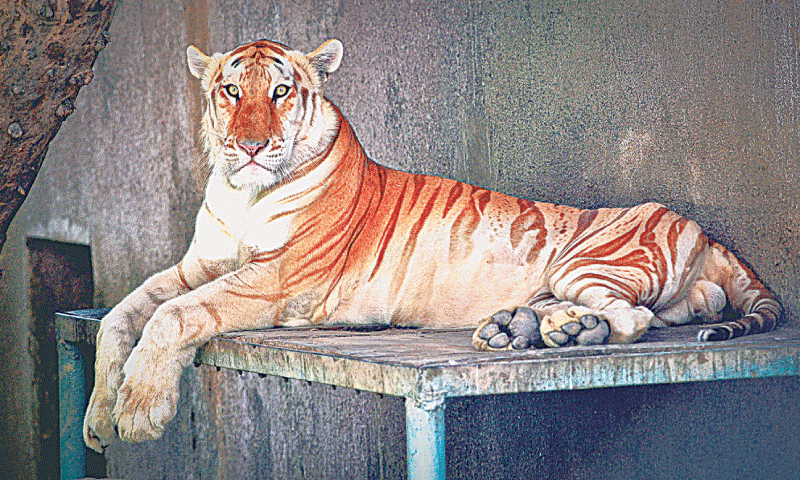 Probe into death of golden tabby tiger at zoo under way - Pakistan ...