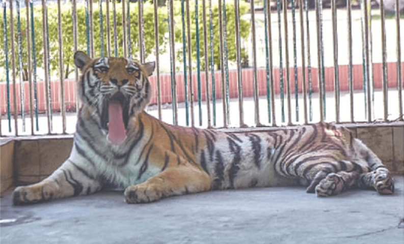 Pain, malnutrition, apathy make Karachi zoo animals’ life miserable ...
