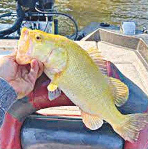 The weekly weird - Newspaper - DAWN.COM