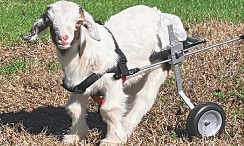 The weekly weird - Newspaper - DAWN.COM