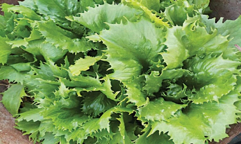 GARDENING: ICEBERG AHOY! - Newspaper - DAWN.COM