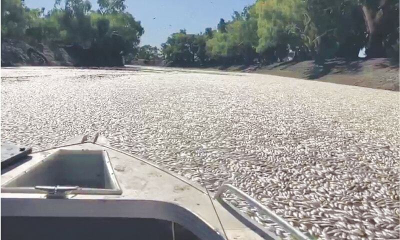 Low oxygen levels behind mass fish death in Australian river - World ...