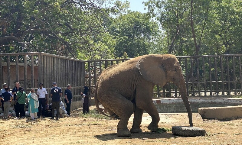 There is hope for ailing elephant Noor Jehan but her survival hangs by ...