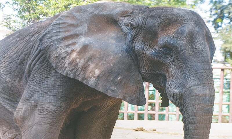 Experts ask govt to take immediate steps for welfare of zoo animals ...