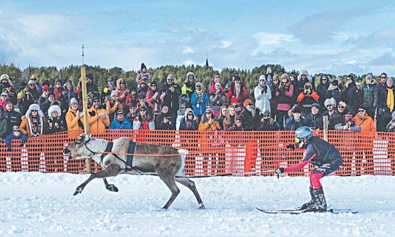 Reindeer racing king crowned in Arctic tournament - Newspaper - DAWN.COM