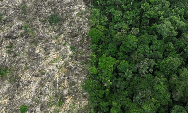 Switzerland-sized rainforest lost last year, says study - World - DAWN.COM
