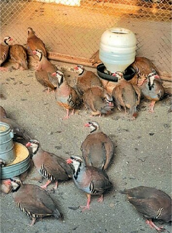 Lahore Zoo Safari introduces Chakor pheasantry - Newspaper - DAWN.COM