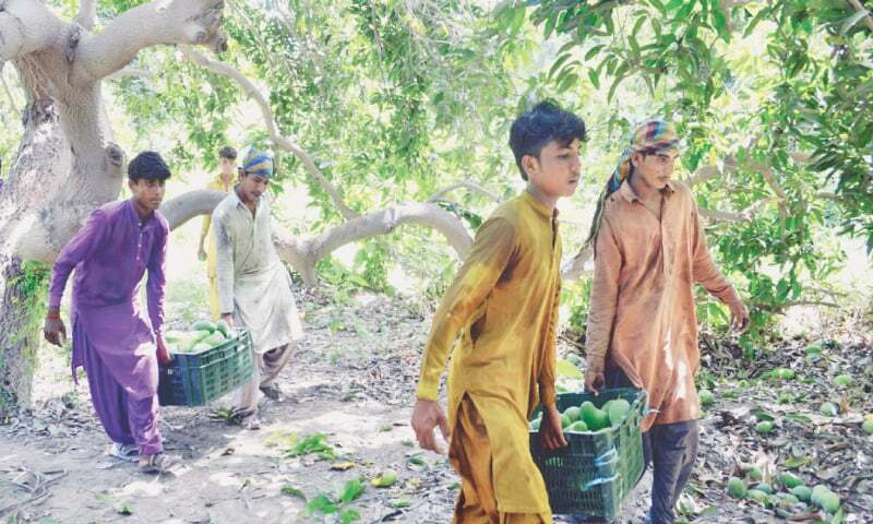 Pest attacks, climatic conditions hit sindhri mango crop - Business ...
