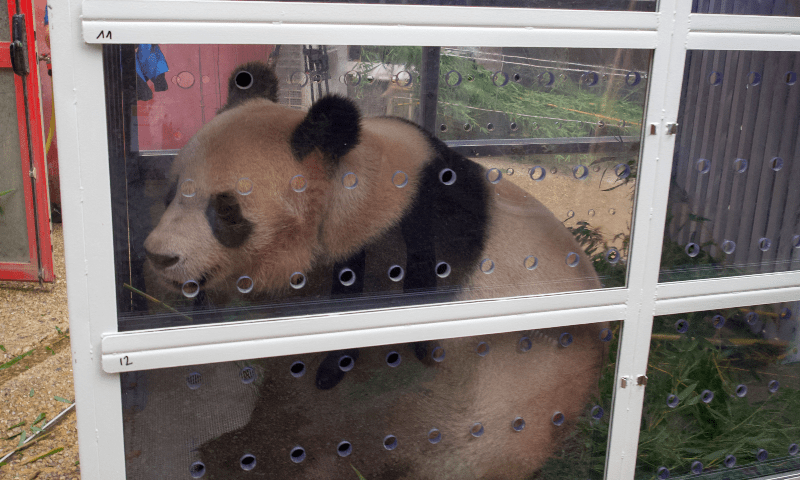 First France-born panda heads to China - World - DAWN.COM