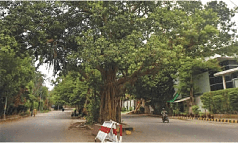 Banyan trees along Karachi’s Amir Khusro Road declared protected ...