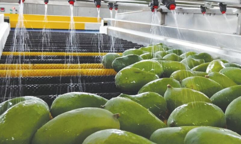 Pakistan set to miss mango export target - Business - DAWN.COM