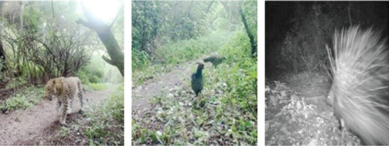 African experts due in city to train IWMB staff on rescuing wild ...