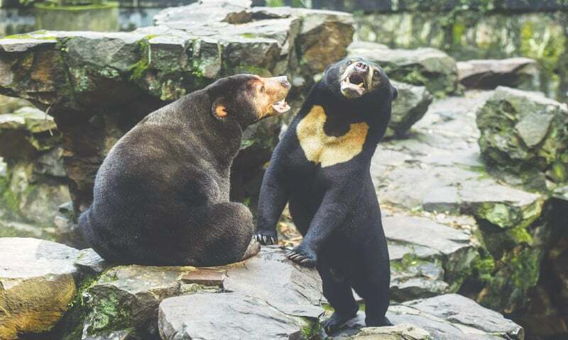 Chinese zoo denies rare sun bear is human in disguise - World - DAWN.COM