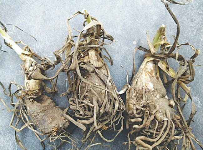 GARDENING: GROWING FRAGRANT TUBEROSES - Newspaper - DAWN.COM