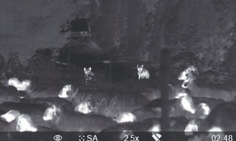 Crying wolf to save livestock and their predator - Newspaper - DAWN.COM