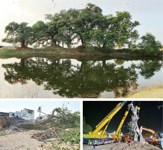 Fallen banyan tree restored to lost glory - Newspaper - DAWN.COM