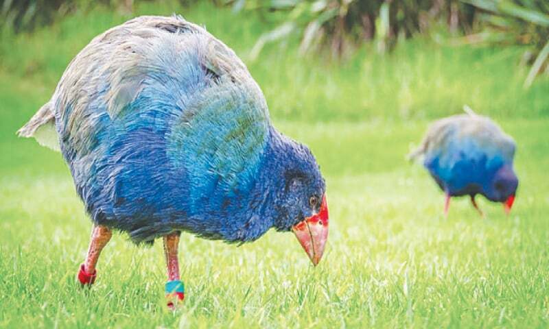 The weekly weird - Newspaper - DAWN.COM