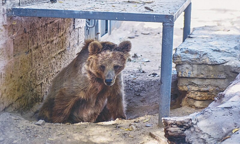 KMC impedes efforts to release Himalayan bear into natural habitat ...