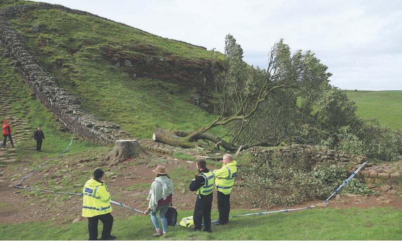 One of Britain’s most famous trees ‘deliberately felled’ - TrendRadars