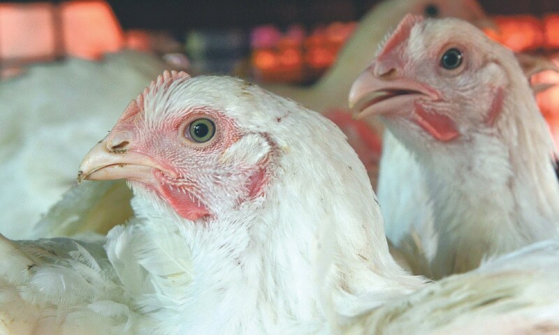 Why chicken prices are soaring - Newspaper - DAWN.COM