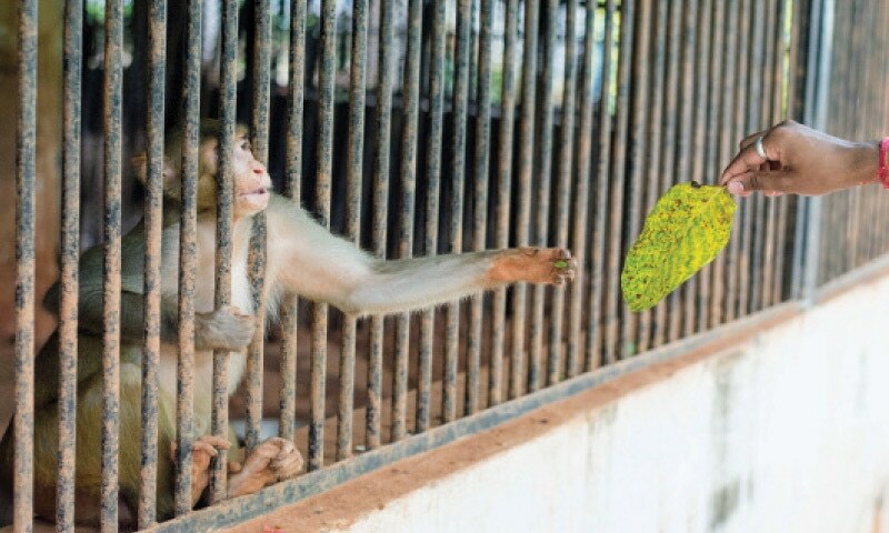 Cruelty against caged animals - Newspaper - DAWN.COM