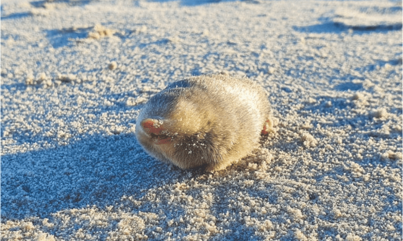 Bashful golden mole detected in South Africa after 87 years - TrendRadars