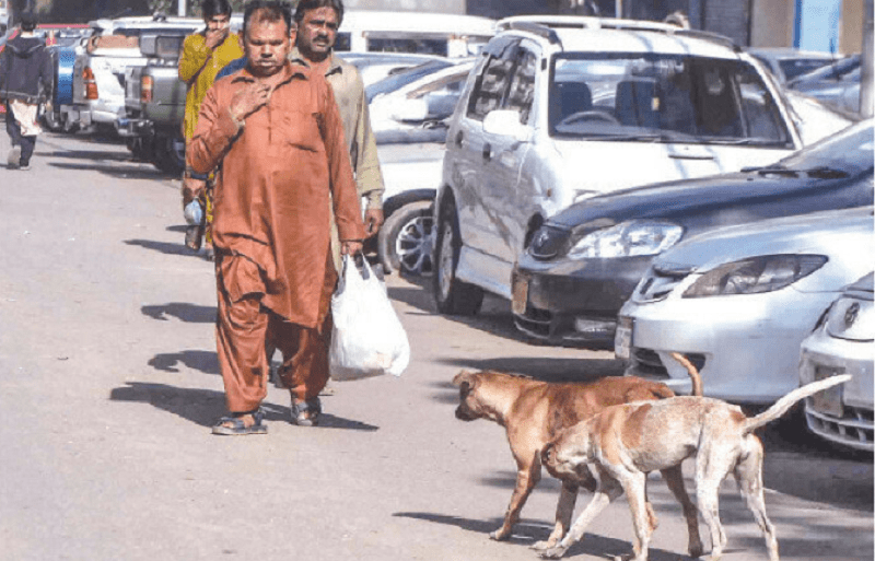 Spike in dog attacks in Karachi poses mortal threat amid drug shortage ...