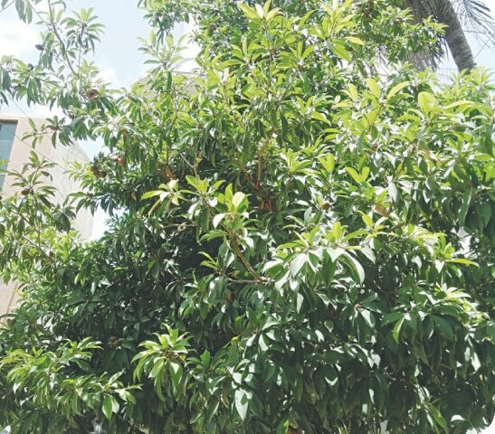 GARDENING: THE SWEETEST CHIKOO - Newspaper - DAWN.COM