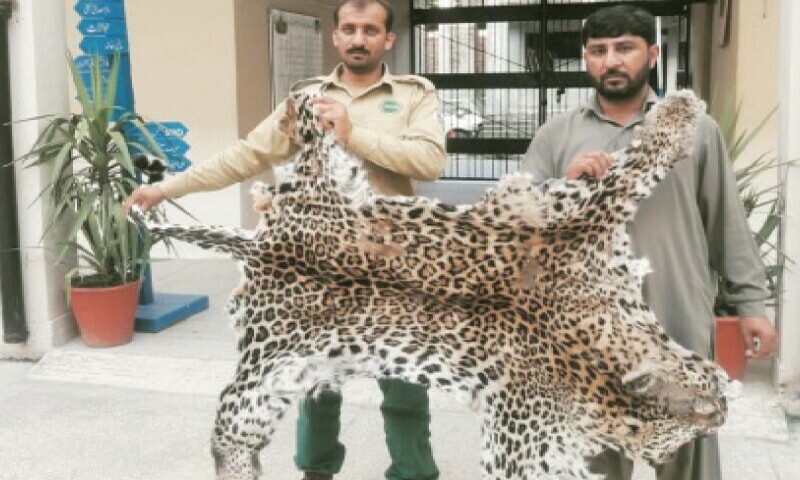 Items made from wild animals’ skin seized in Abbottabad raid - Pakistan ...