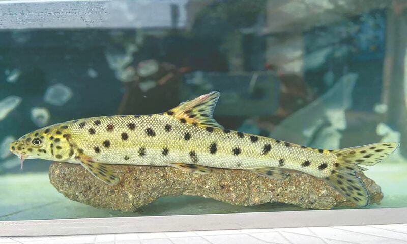 Turkiye hails discovery of endangered leopard barbel fish - Newspaper ...