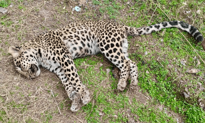 Leopard found hanging from tree in Muzaffarabad died of cardiac arrest ...
