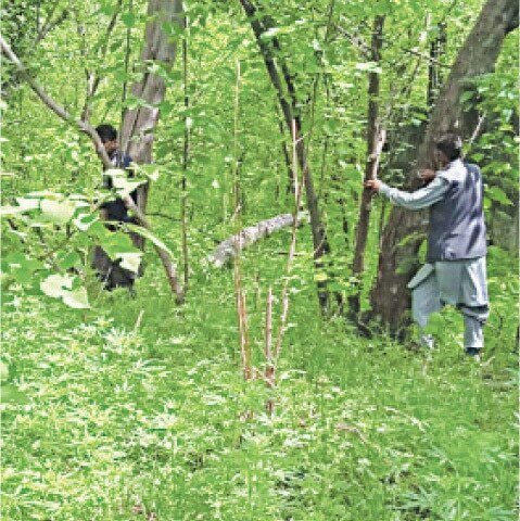 Experts to supervise removal of paper mulberry trees from F-9 Park ...