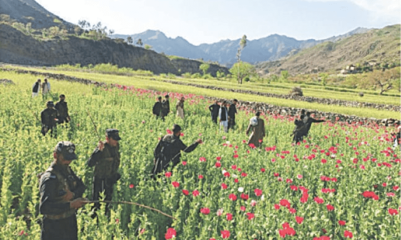Police destroy poppy crop in Barang tehsil - Pakistan - DAWN.COM