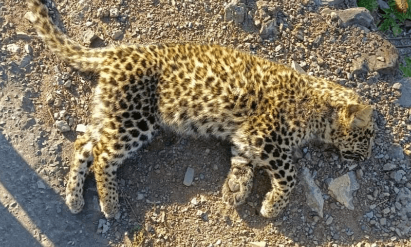 Case registered after leopard found dead near AJK village - Newspaper ...