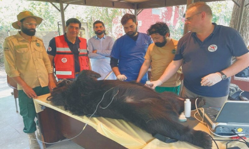 Four Paws is back to treat eight rescued bears in Islamabad - Pakistan ...
