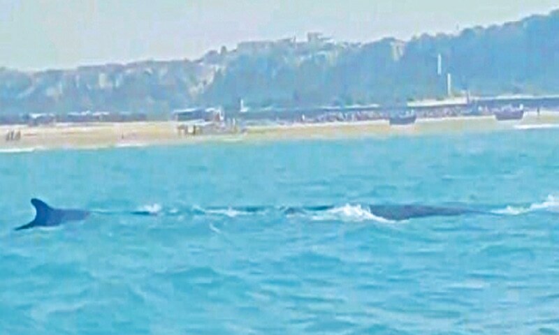 Giant blue whale sighted off Gadani coast - Pakistan - DAWN.COM